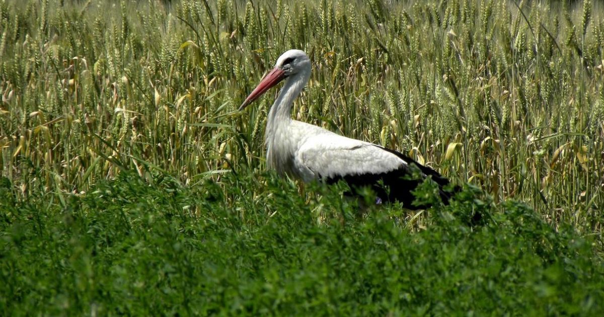 Fundacja - Aktualności - Ogólne - PGE wspiera Roztoczański Park Narodowy